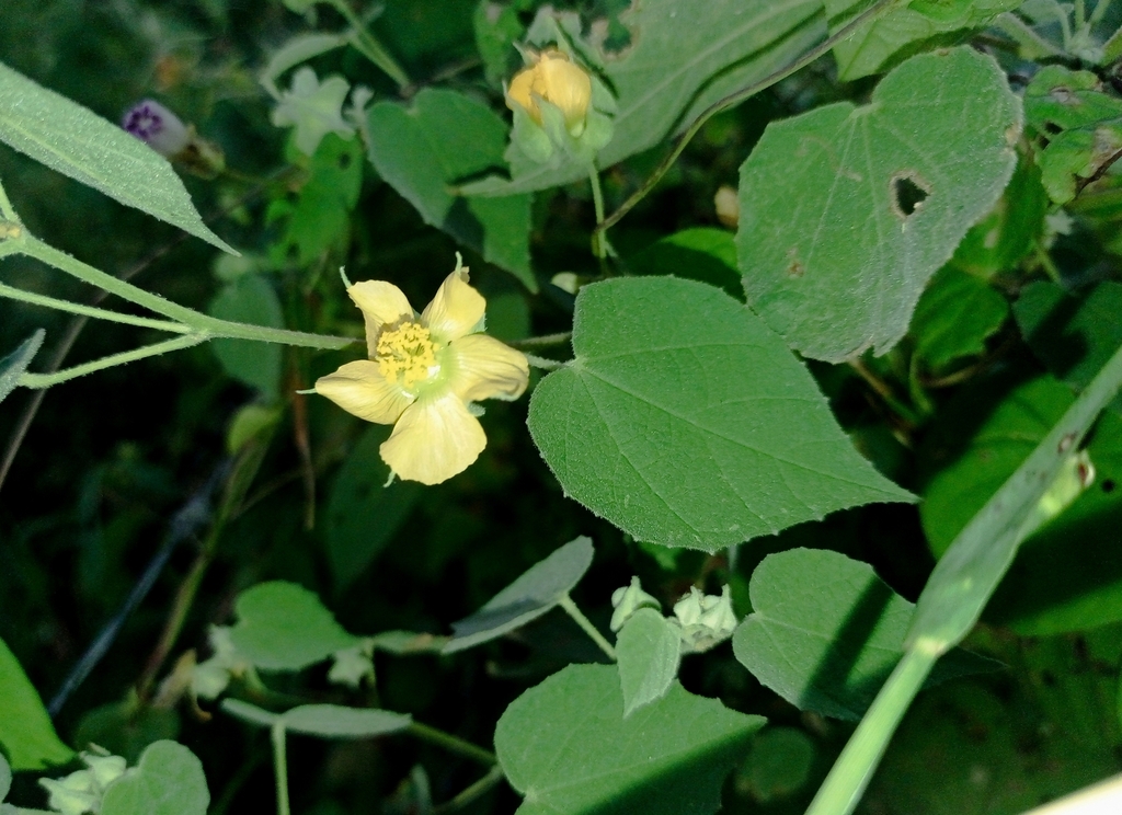 Shrubby Indian Mallow from 82514 Sin., México on October 24, 2023 at 05 ...