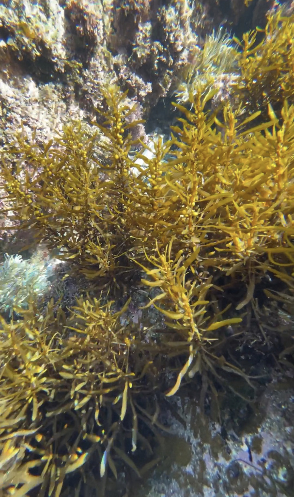 Fucoids from Dartmouth Ln, Dana Point, CA, US on October 25, 2023 at 09 ...