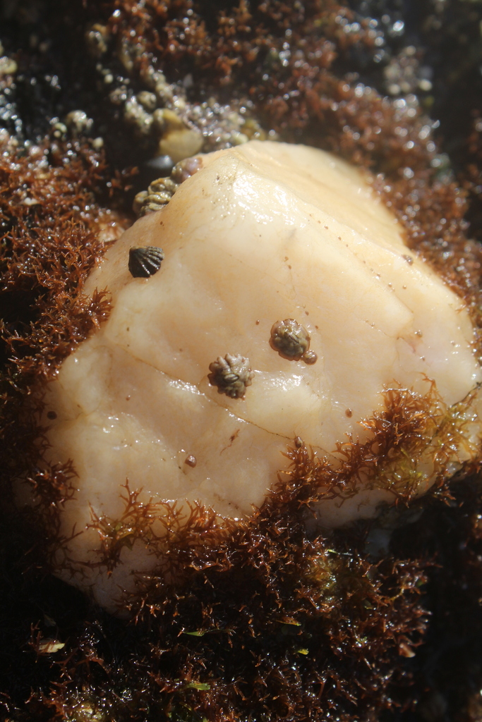 Chthamalus from Dana Point, CA on October 14, 2023 at 04:03 AM by Gio ...