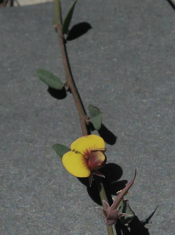 creeping bossiaea from Nadgee NSW 2551, Australia on October 25, 2023 ...