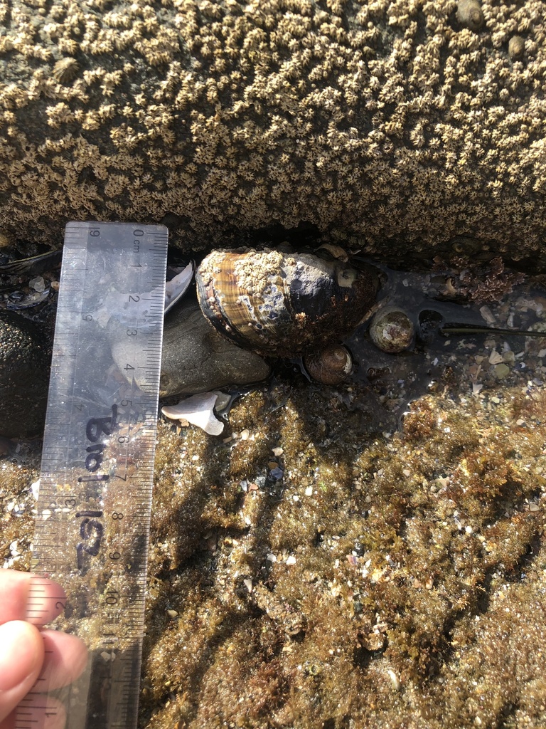 California Mussel from North Pacific Ocean, CA, US on October 13, 2023 ...