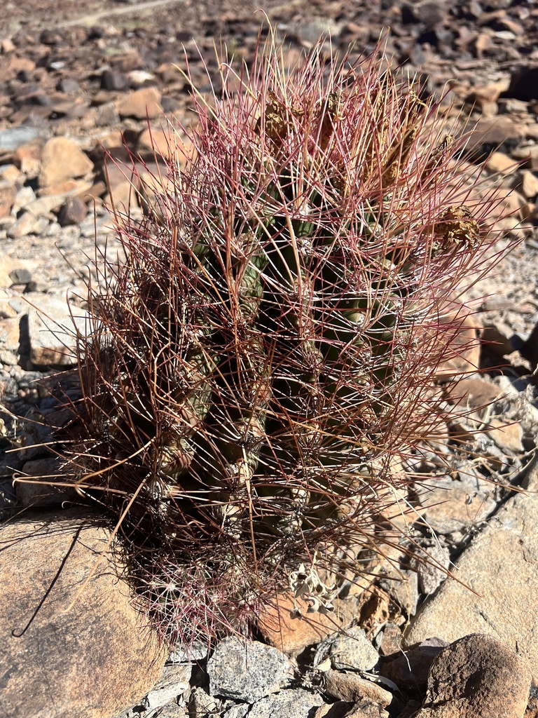 Hamatocactus hamatacanthus hamatacanthus from Big Bend National Park ...