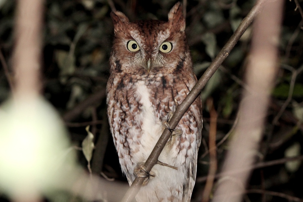 Eastern Screech-Owl from Glade Rd, Blacksburg, VA, US on October 25 ...