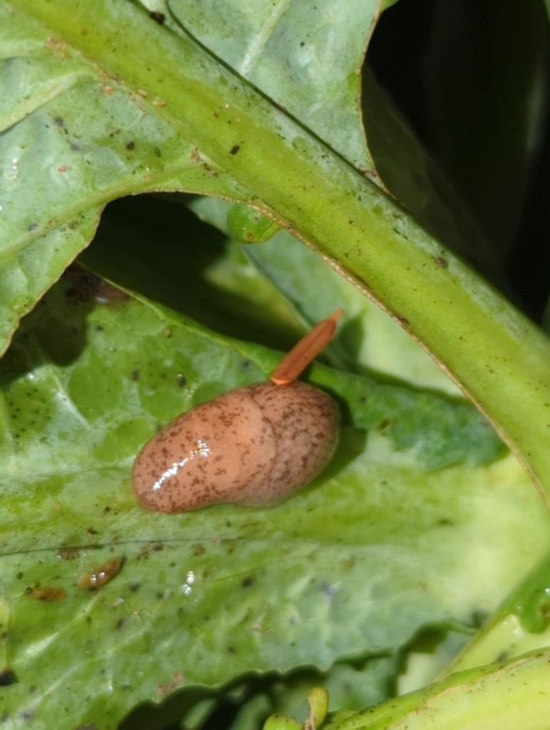 Smooth Land Slugs from Duvall, WA 98019, USA on October 25, 2023 at 10: ...