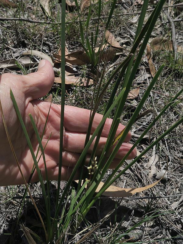 Spiny-headed Mat-rush from Nadgee NSW 2551, Australia on October 25 ...