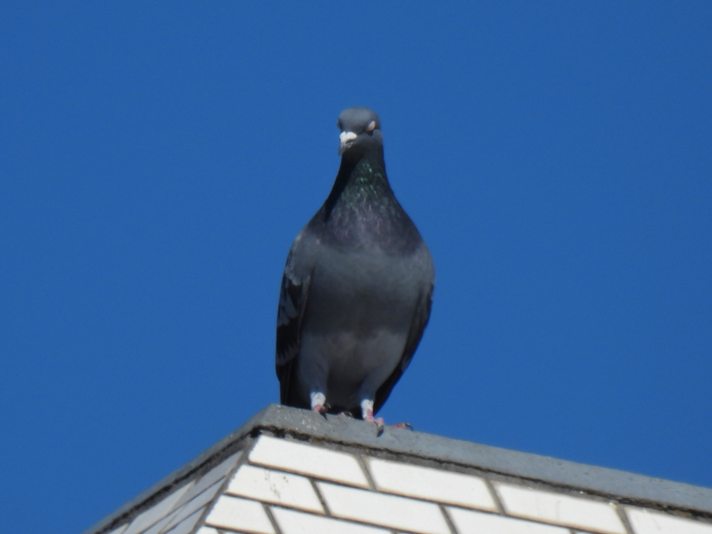 Feral Pigeon from Kamata, Setagaya City, Tokyo 157-0077, Japan on ...