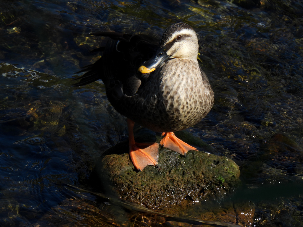 Eastern Spot-billed Duck from Kamata, Setagaya City, Tokyo 157-0077 ...
