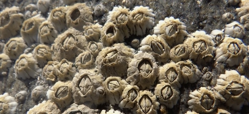 Chthamalid Barnacles from Harbor Beach, Oceanside, CA, US on October 13 ...