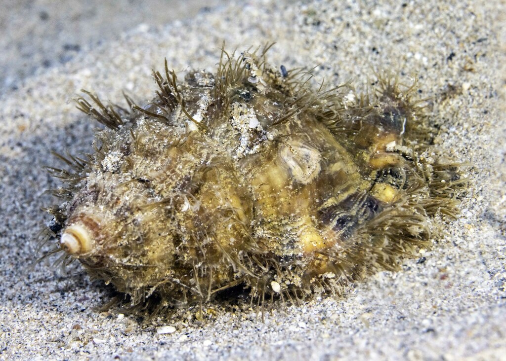 Common Hairy Triton Snail from Exmouth Gulf, WA, Australia on October ...