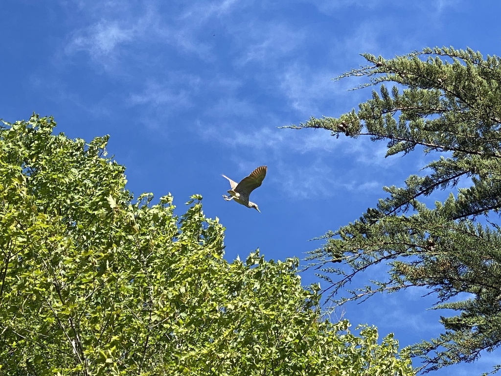 Australasian Nankeen Night-Heron from Te Waipounamu/South Island ...