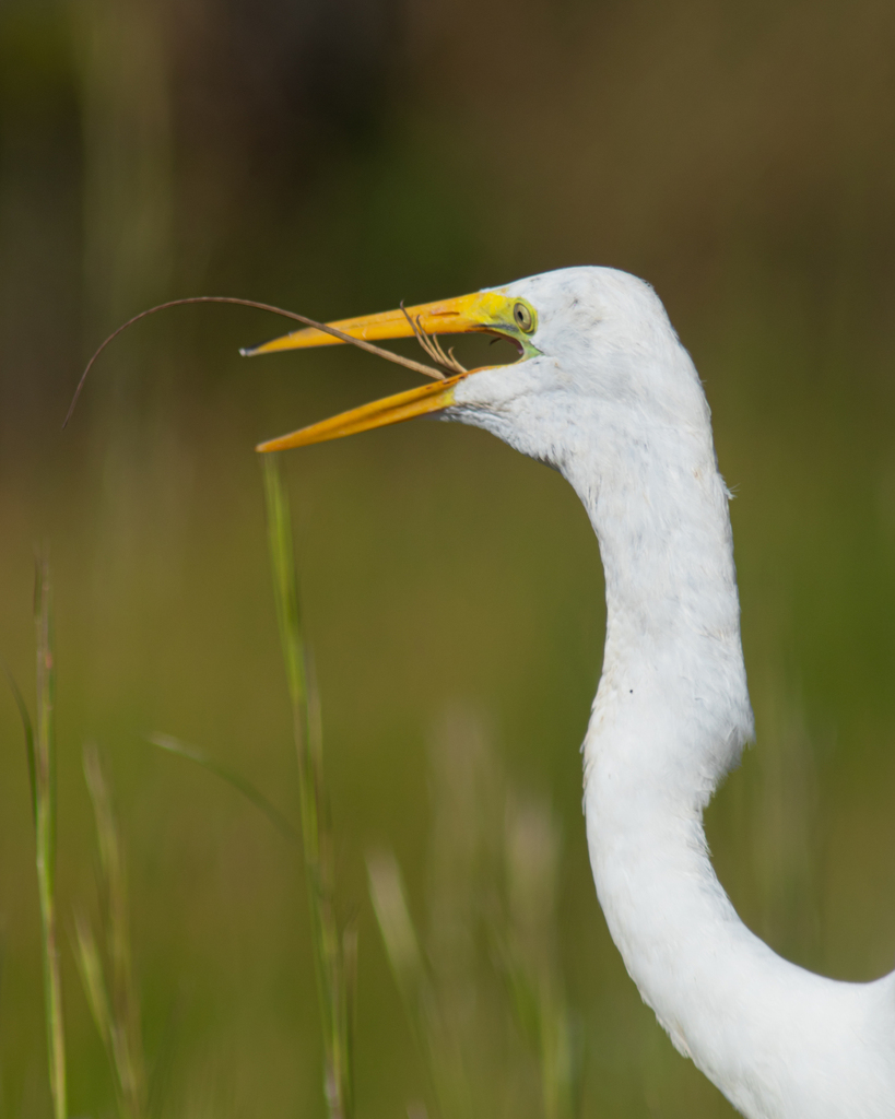 Great Egret from San Antonio Kaua II, Mérida, Yuc., México on October ...