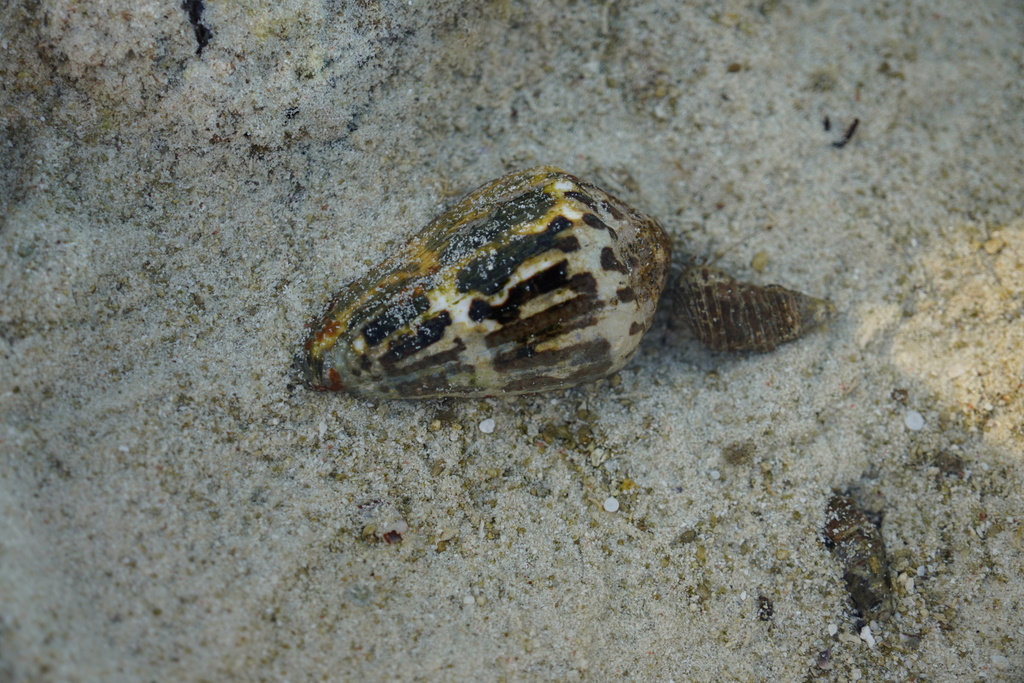 Vermiculate Cone from Fanjove Island, Tanzania on October 23, 2023 at ...