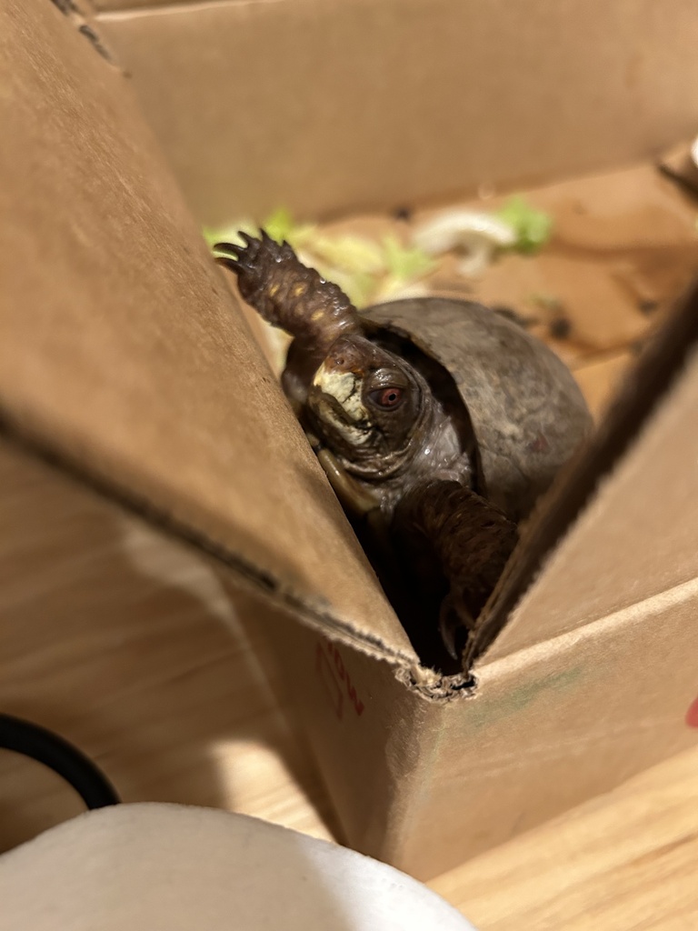 Common Box Turtle from Boulder St, Brentwood, CA, US on October 25 ...