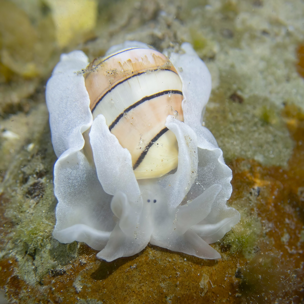 Pink Bubble Snail from Woolgoolga NSW 2456, Australia on October 25 ...