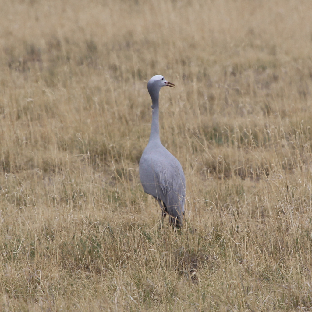 Blue Crane in December 2014 by Paul Kingsnorth · iNaturalist