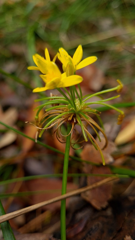 Yellow Rush Lily from Galston NSW 2159, Australia on January 20, 2022 ...