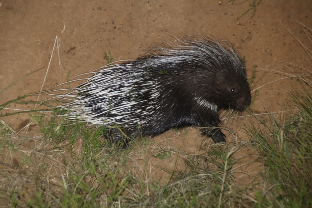 Cape Porcupine from Amahlathi, Stutterheim, EC, ZA on October 24, 2023 ...