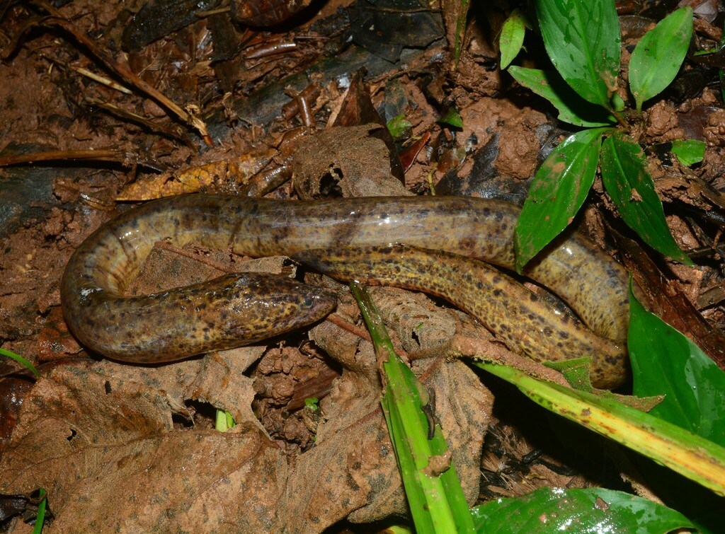 Synbranchus from El Rama, Nicaragua on October 25, 2023 at 04:06 PM by ...
