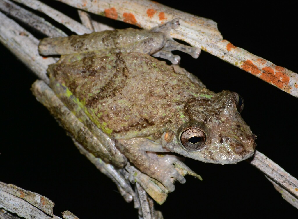 Boulenger's Snouted Tree Frog from El Rama, Nicaragua on October 25 ...