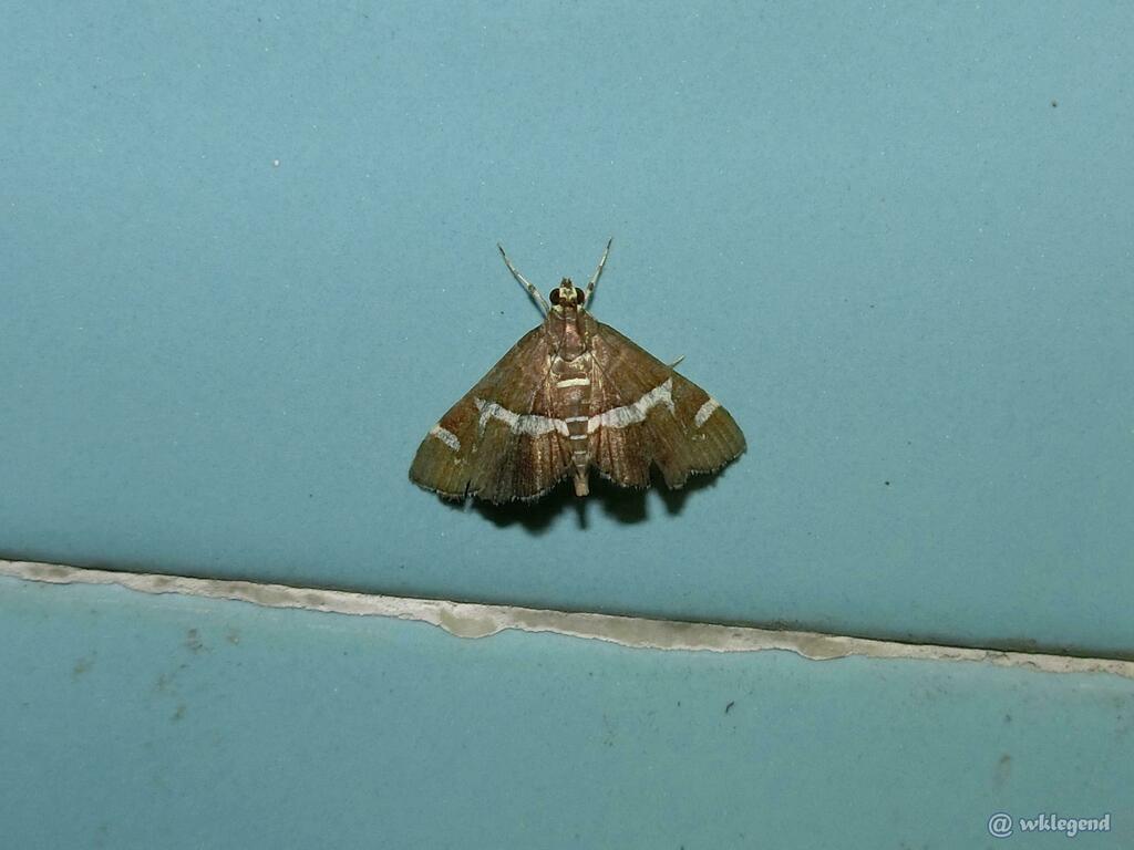 Hawaiian Beet Webworm Moth from Kwun Tong, HK on October 26, 2023 at 12 ...