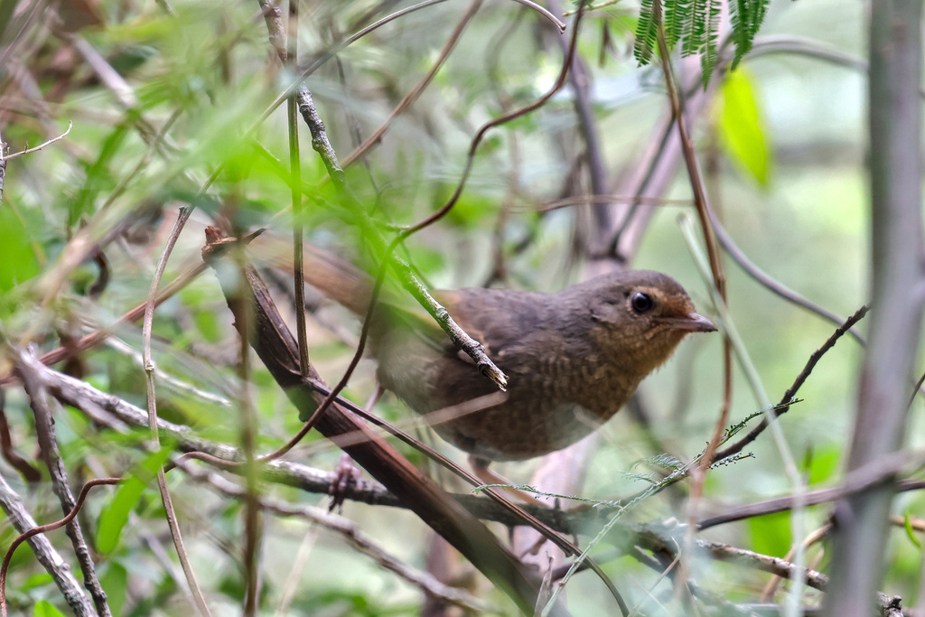 Pilotbird from Genoa VIC 3891, Australia on October 10, 2023 at 12:23 ...