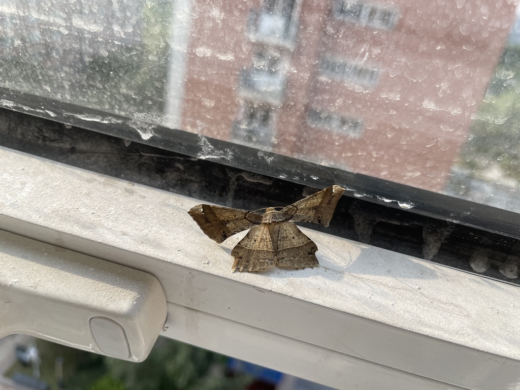 Krananda latimarginaria from 宁波诺丁汉大学, 宁波市, 浙江省, CN on October 26, 2023 ...