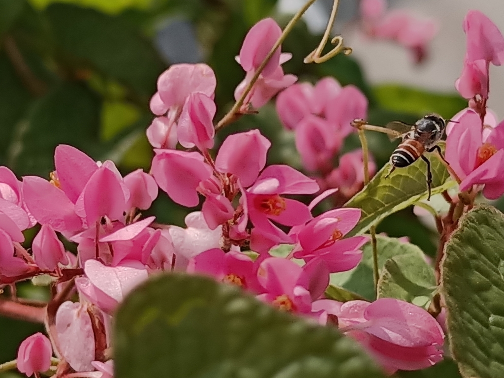 Red Dwarf Honey Bee from Ayer Rajah Expressway on October 26, 2023 at ...