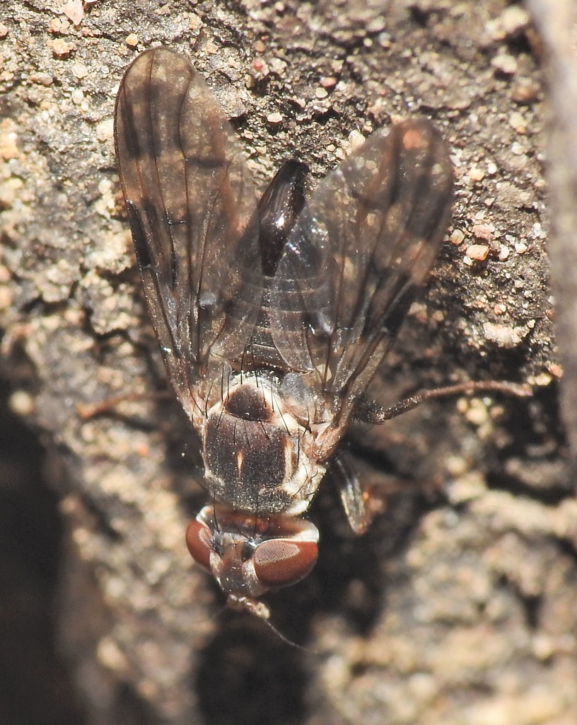 Neotoxura from Talegalla Weir QLD 4650, Australia on October 26, 2023 ...