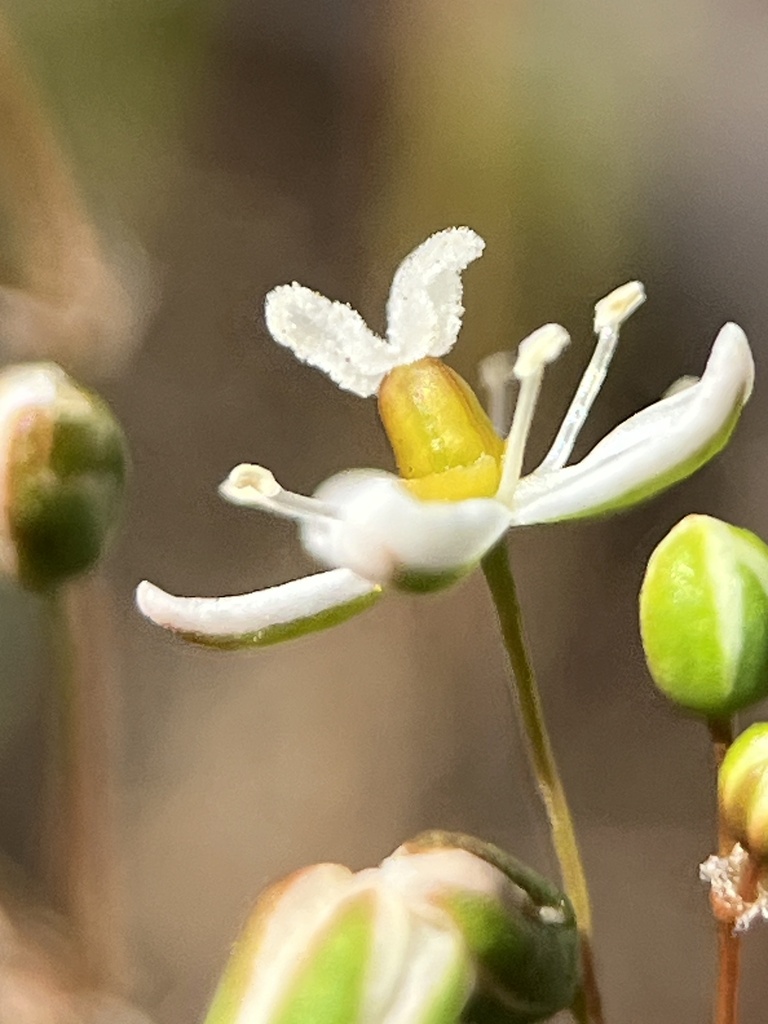 Tall Spookasem from Overberg District Municipality, South Africa on ...