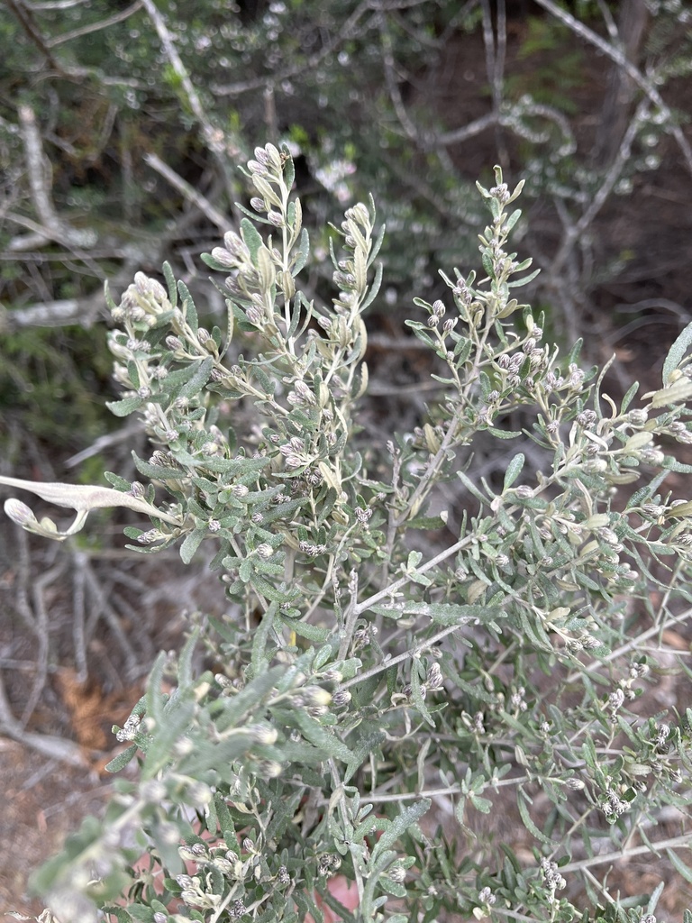 Asthma Bush from King Island, AU-TS, AU on October 26, 2023 at 01:52 PM ...