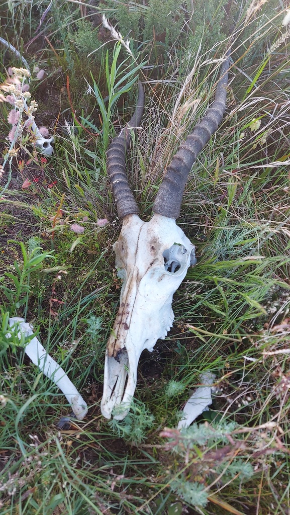 Bontebok from Overberg District Municipality, South Africa on October ...