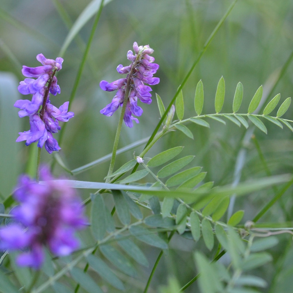 tufted vetch from Debř, Mladá Boleslav, Česko on October 21, 2023 at 03 ...