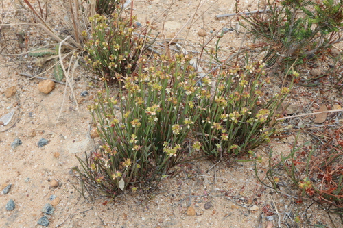 Monotaxis paxii · iNaturalist