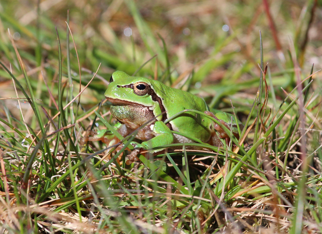 Iberian Tree Frog from Fumadinha, 3570 Aguiar da Beira, Portugal on ...