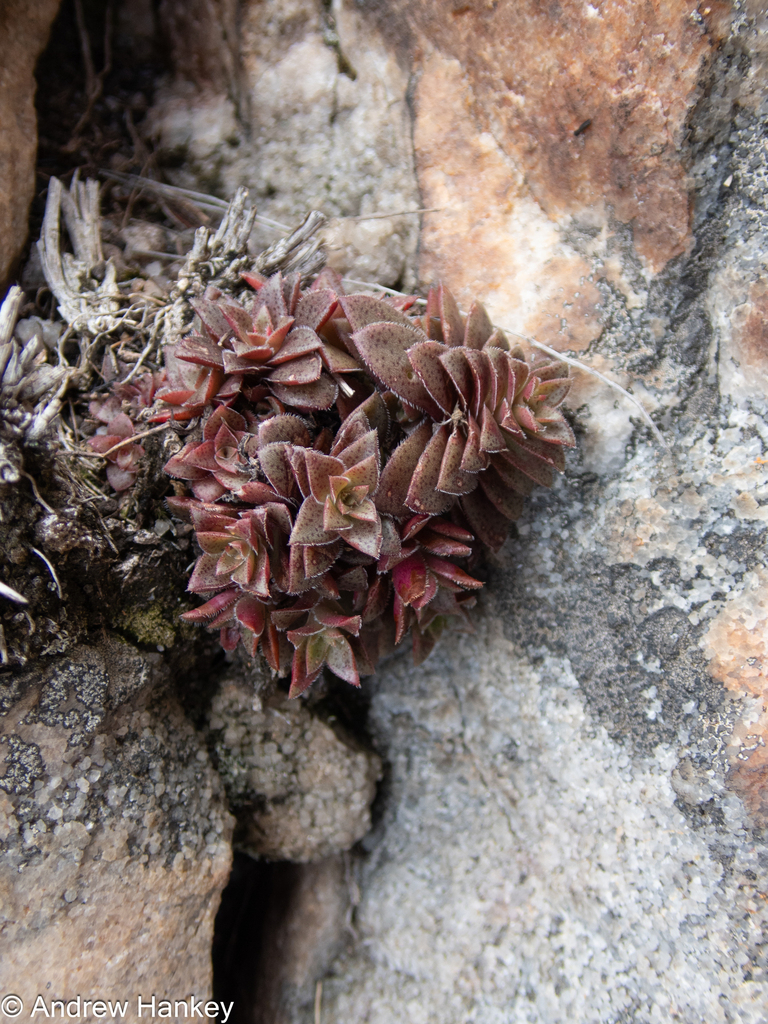 Crassula setulosa setulosa from Nkangala, Mpumalanga, South Africa on ...
