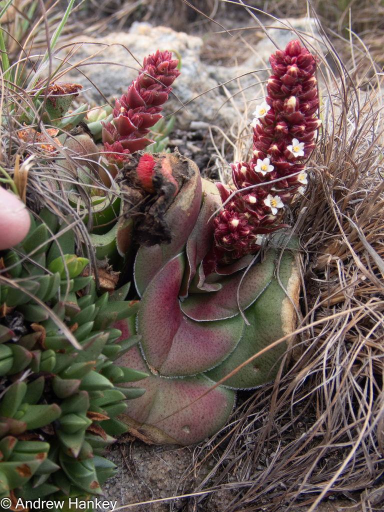 Crassula compacta from Nkangala, Mpumalanga, South Africa on October 19 ...