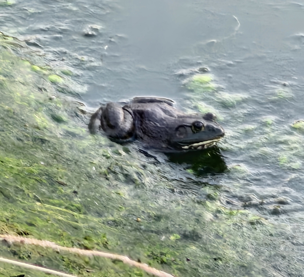 American Bullfrog from 740-0037, Japan on October 26, 2023 at 05:25 PM ...
