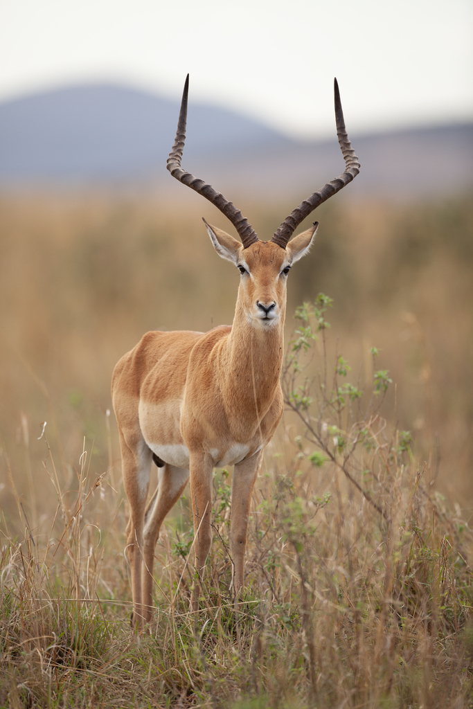 Common Impala from Masai Mara National Reserve, Kenya on September 21 ...