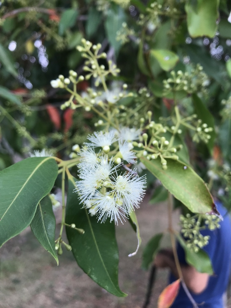 weeping lilli pilli from Cantoni Pl, Richlands, QLD, AU on October 26 ...