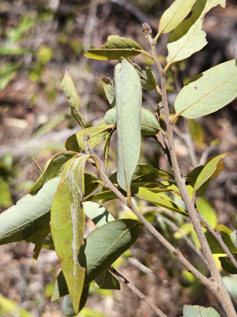 Glochidion lobocarpum from Hervey Bay QLD 4655, Australia on October 25 ...