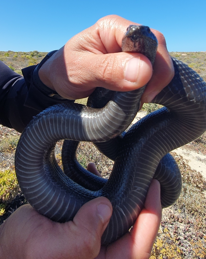 Mole Snake from Koringkorrel Baai Campsite, Namaqua National Park ...
