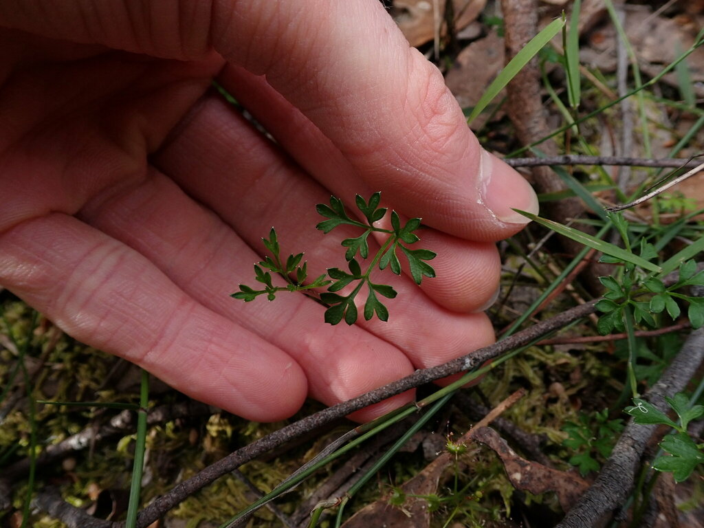 Cut-leaved Xanthosia from Monbulk VIC 3793, Australia on October 26 ...