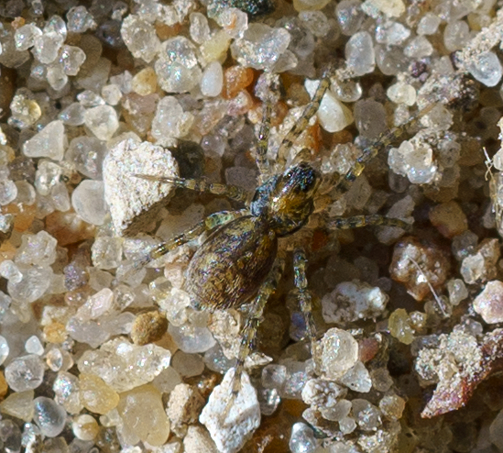 Sand Bear Spider from Effingham County, IL, USA on October 23, 2023 at ...