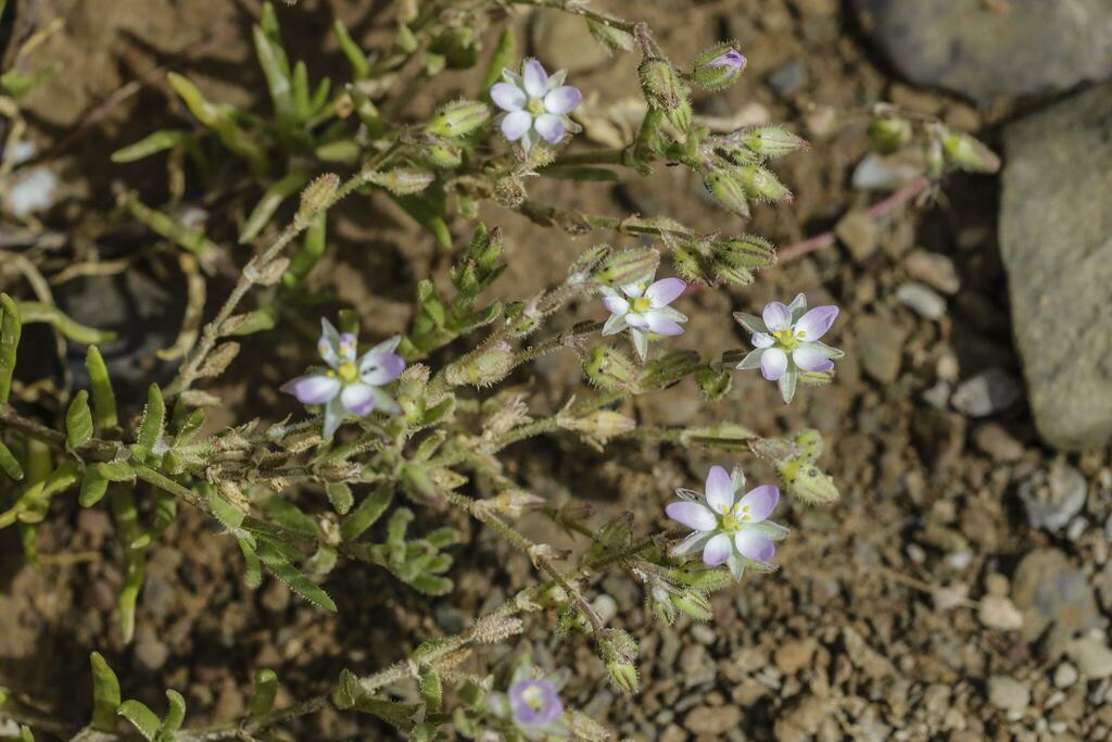 Red Sand Spurrey from Overberg District Municipality, South Africa on ...