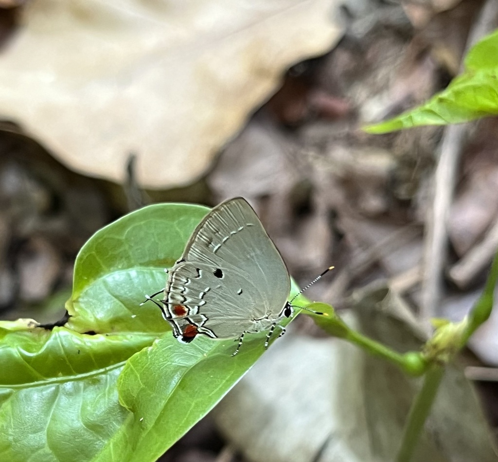 Enos falerina from Tambopata, Peru on October 25, 2023 at 11:15 AM by ...