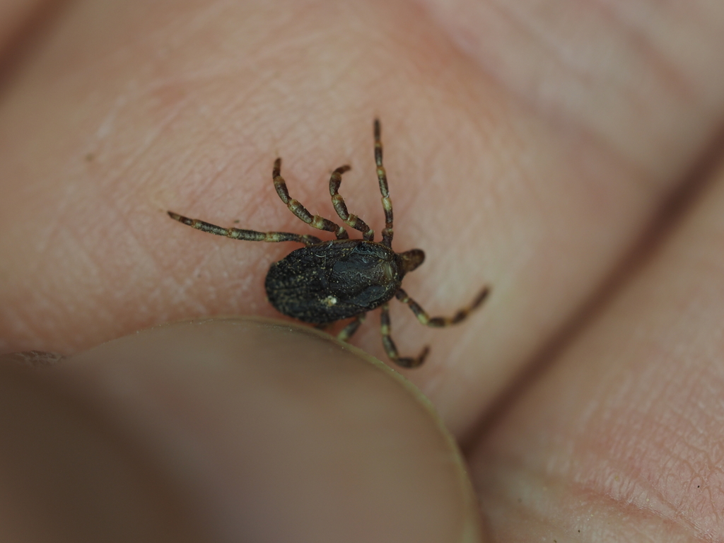 Hyalomma marginatum from Balearen, Spanien on October 22, 2023 at 09:57 ...