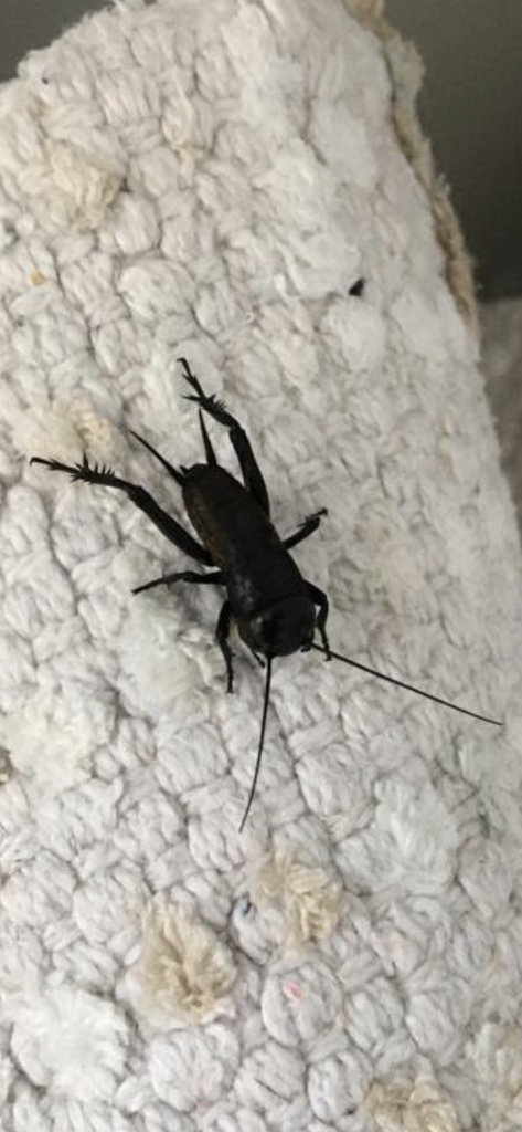 European Field Cricket from Farnborough Grove, Liverpool, England, GB ...