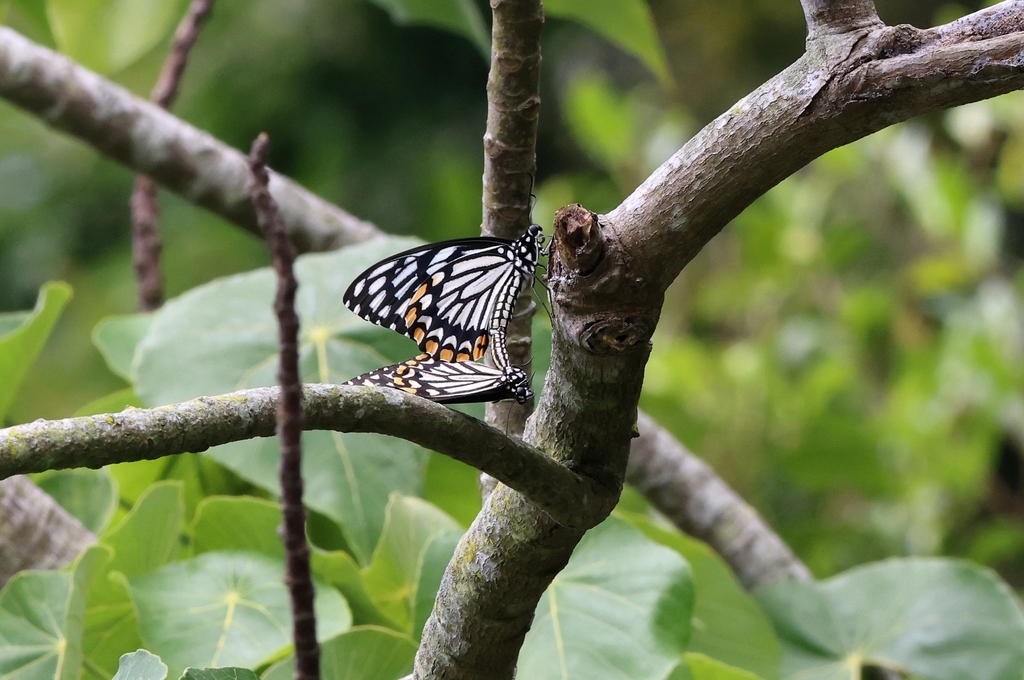 Common Mime Swallowtail in October 2023 by Goofy Ko · iNaturalist