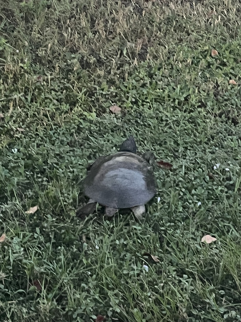 Florida Softshell Turtle from Clubside Dr, Tampa, FL, US on October 13 ...