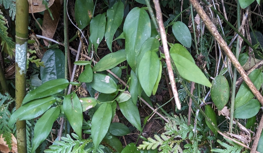 Chinese Pothos in October 2023 by galanhsnu · iNaturalist